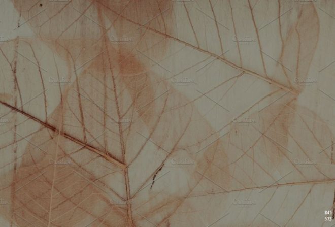 15+ FREE Skeleton Leaves Patterns Ai Vector Download - Graphic Cloud