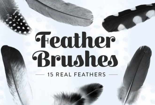 15+ Feather Brushes ABR FREE Download - Graphic Cloud
