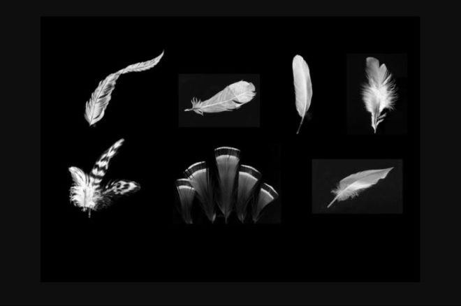 15+ FREE Feather Photoshop Brushes ABR Download - Graphic Cloud