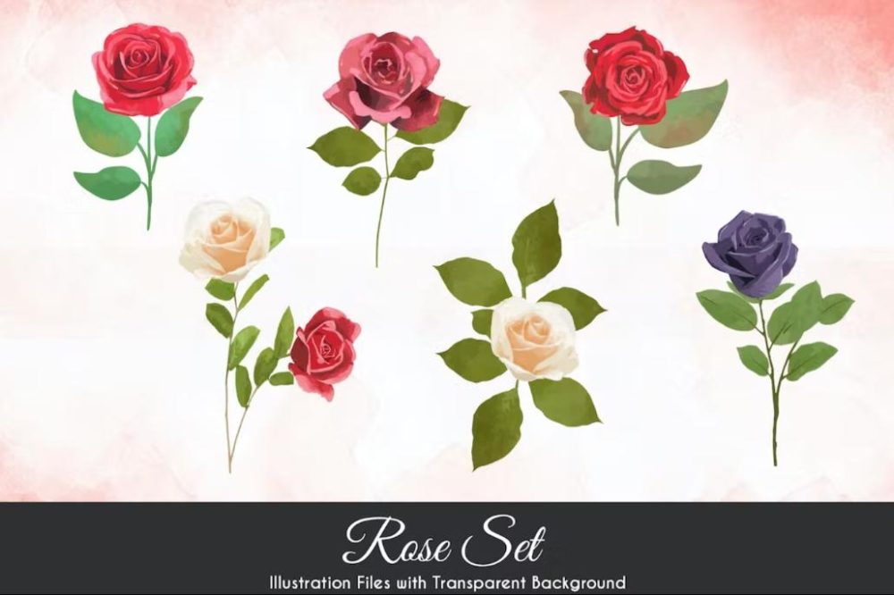 15+ Rose Illustrations AI PNG FREE Download - Graphic Cloud