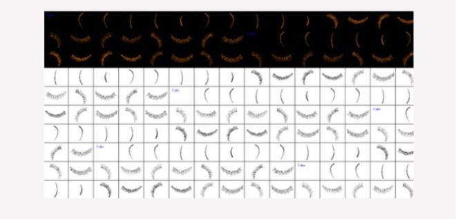 15+ FREE Eyelash Brushes Procreate Download - Graphic Cloud