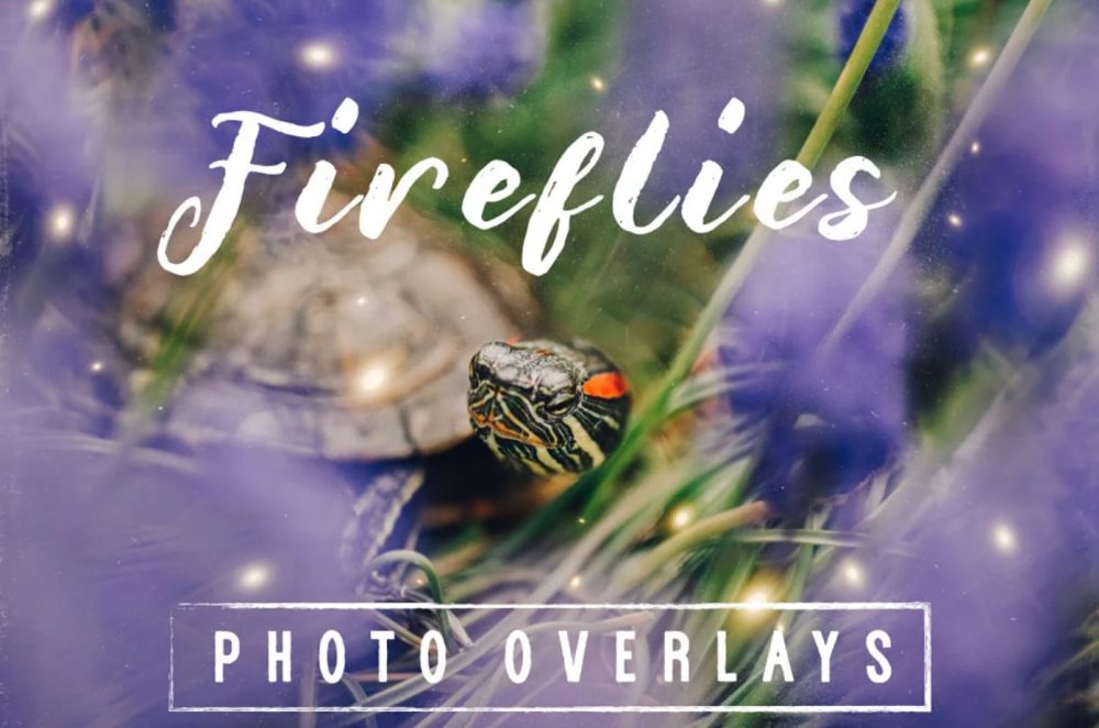 15+ Fireflies Overlay PNG JPEG Free Download - Graphic Cloud