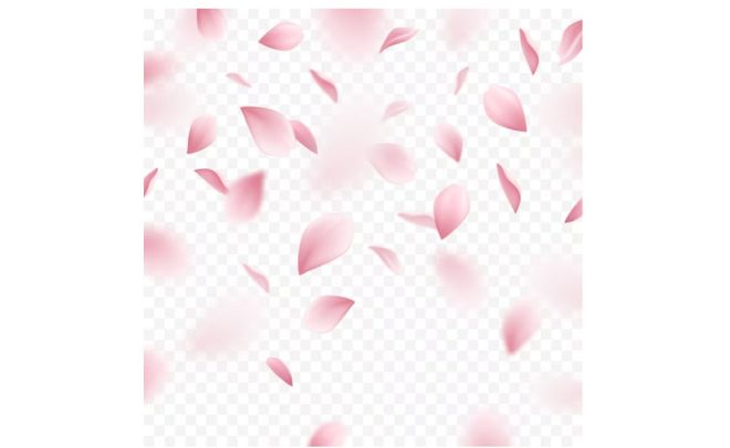 15+ Free Rose Petal Overlays PNG JPG Download - Graphic Cloud