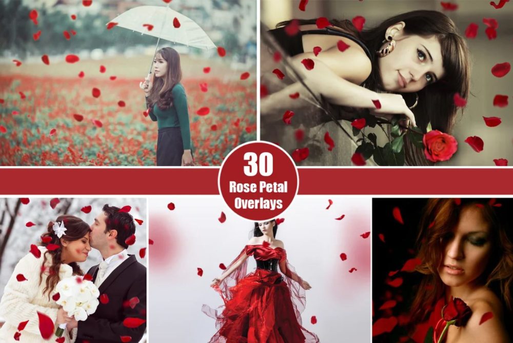 15+ Free Rose Petal Overlays PNG JPG Download - Graphic Cloud