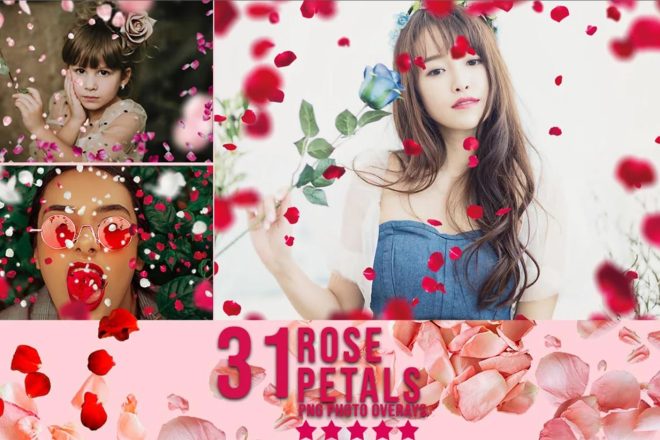 15+ Free Rose Petal Overlays PNG JPG Download - Graphic Cloud