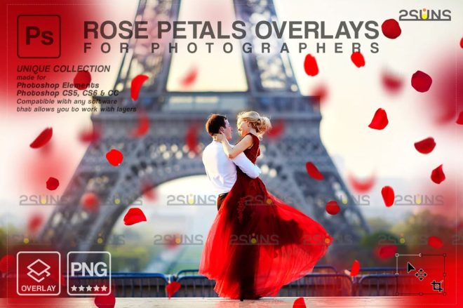 15+ Free Rose Petal Overlays PNG JPG Download - Graphic Cloud